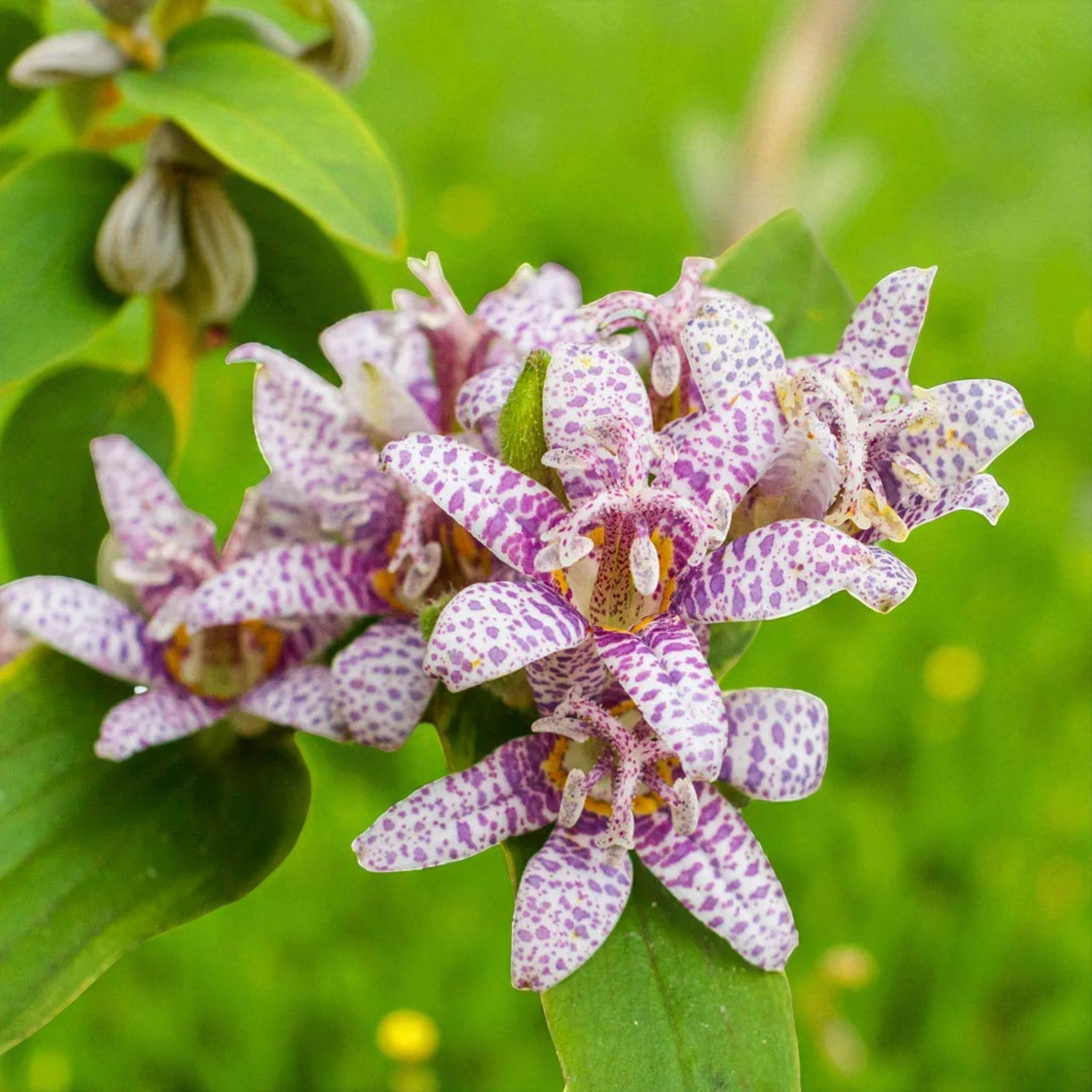Tricyrtis Hirta Bare Root – Carbeth Plants