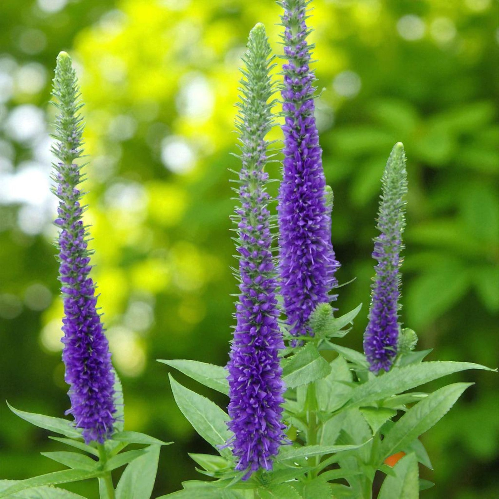 Veronica Blauriesin Bare Root