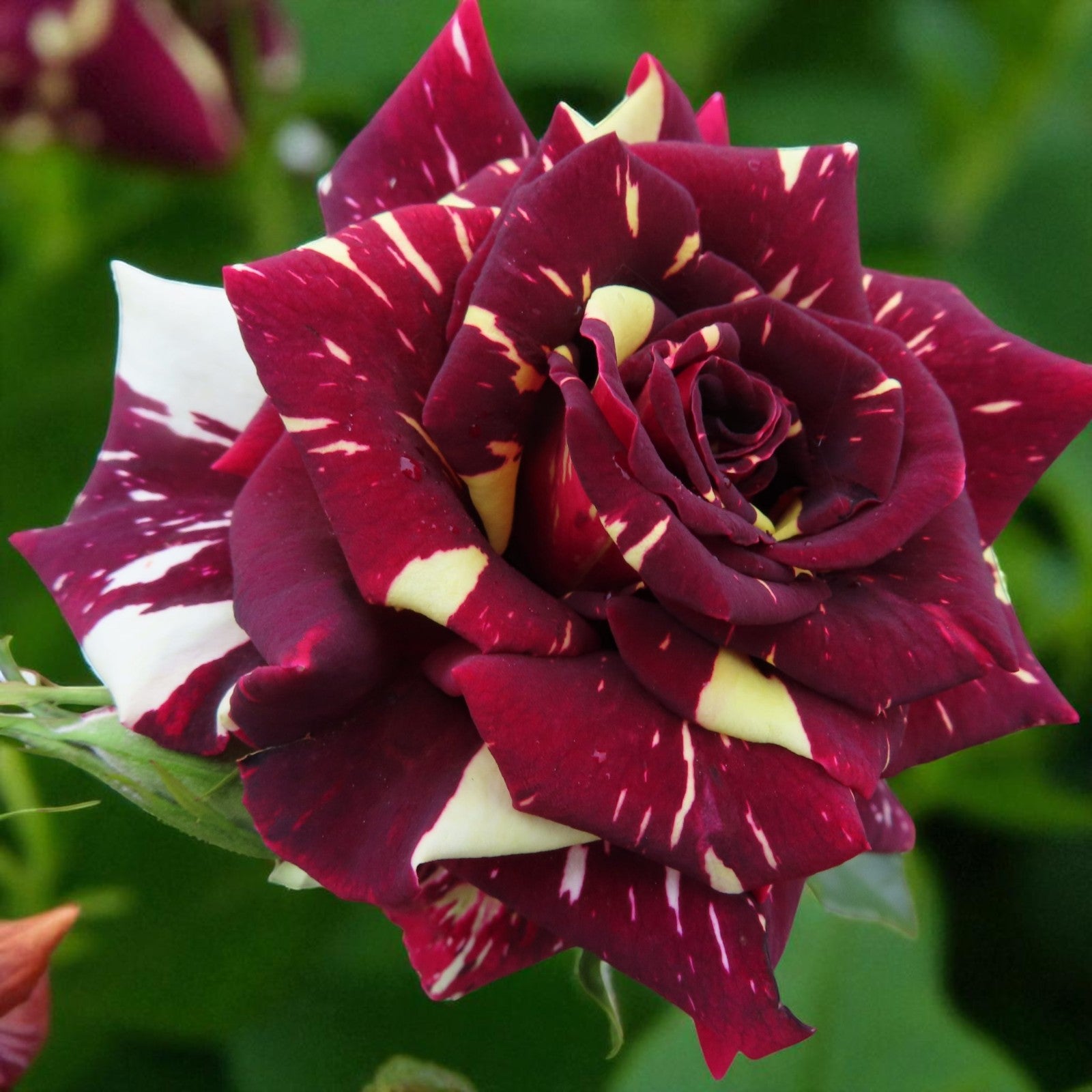 Abracadabra Bare Root Rose