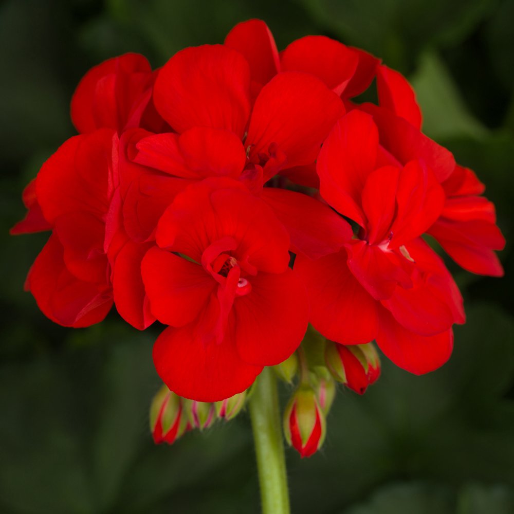 Plug Plants - Geranium Bright Red – Carbeth Plants