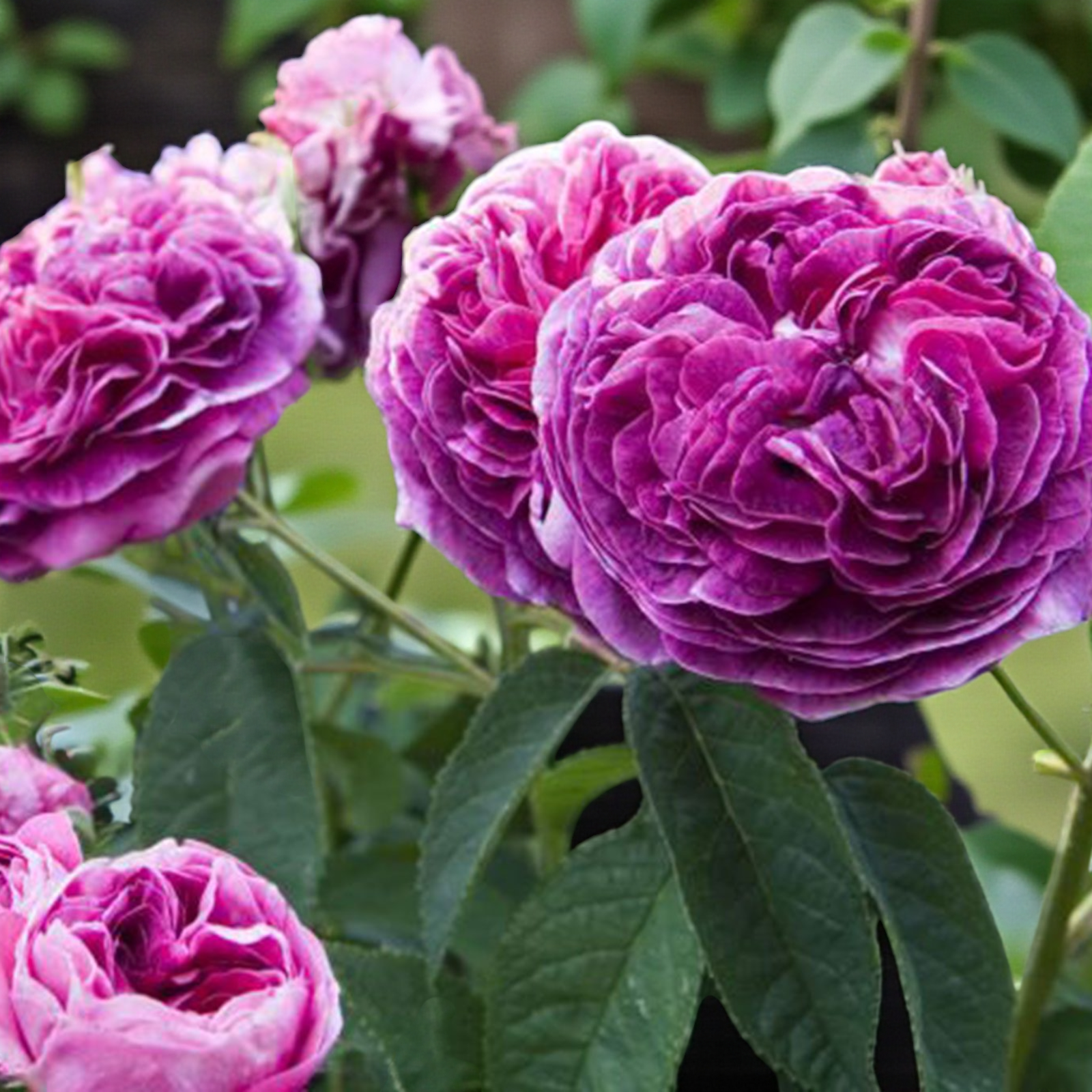 Rosa Charles de Mills | Deep Crimson Rose