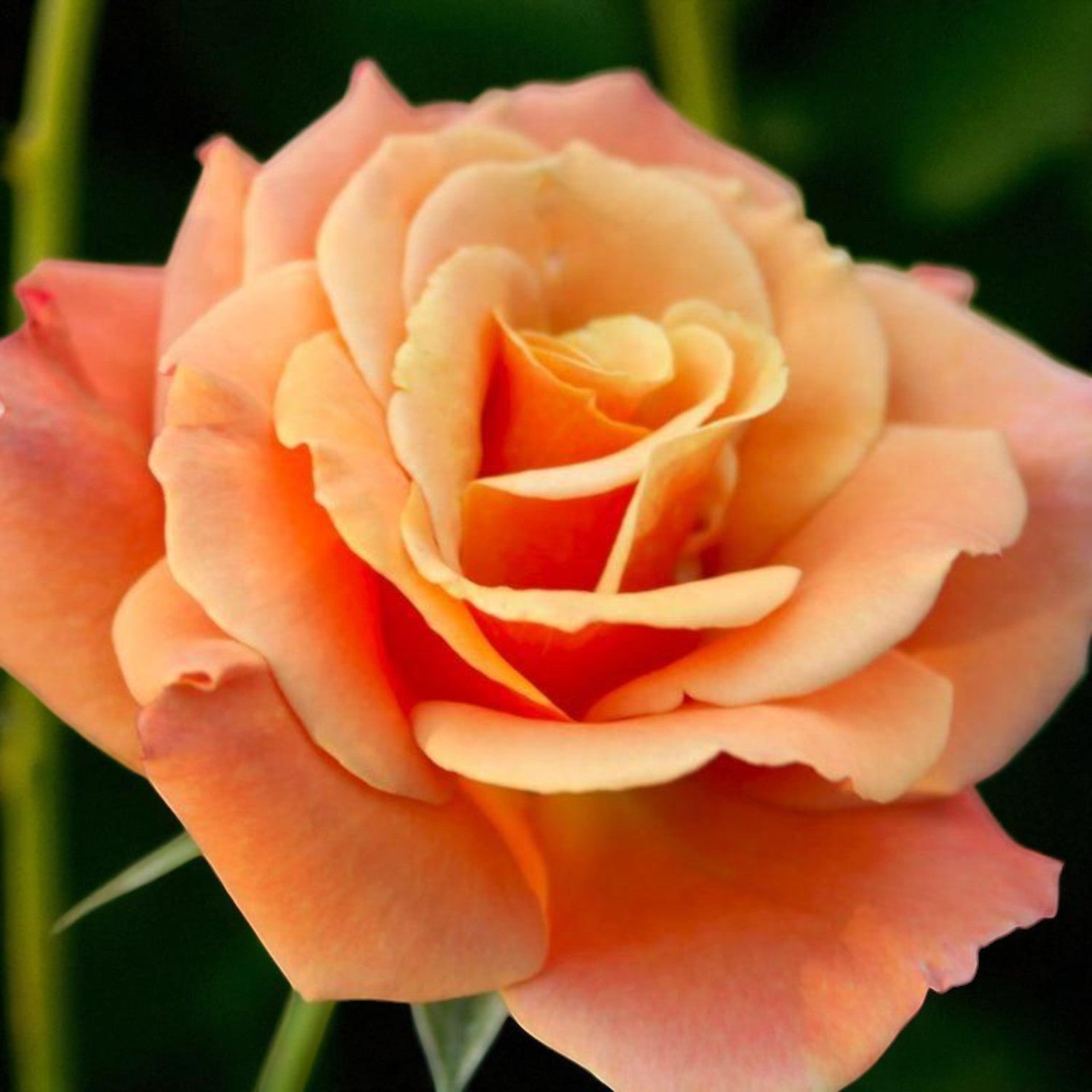 Beautiful Britain Bare Root Rose