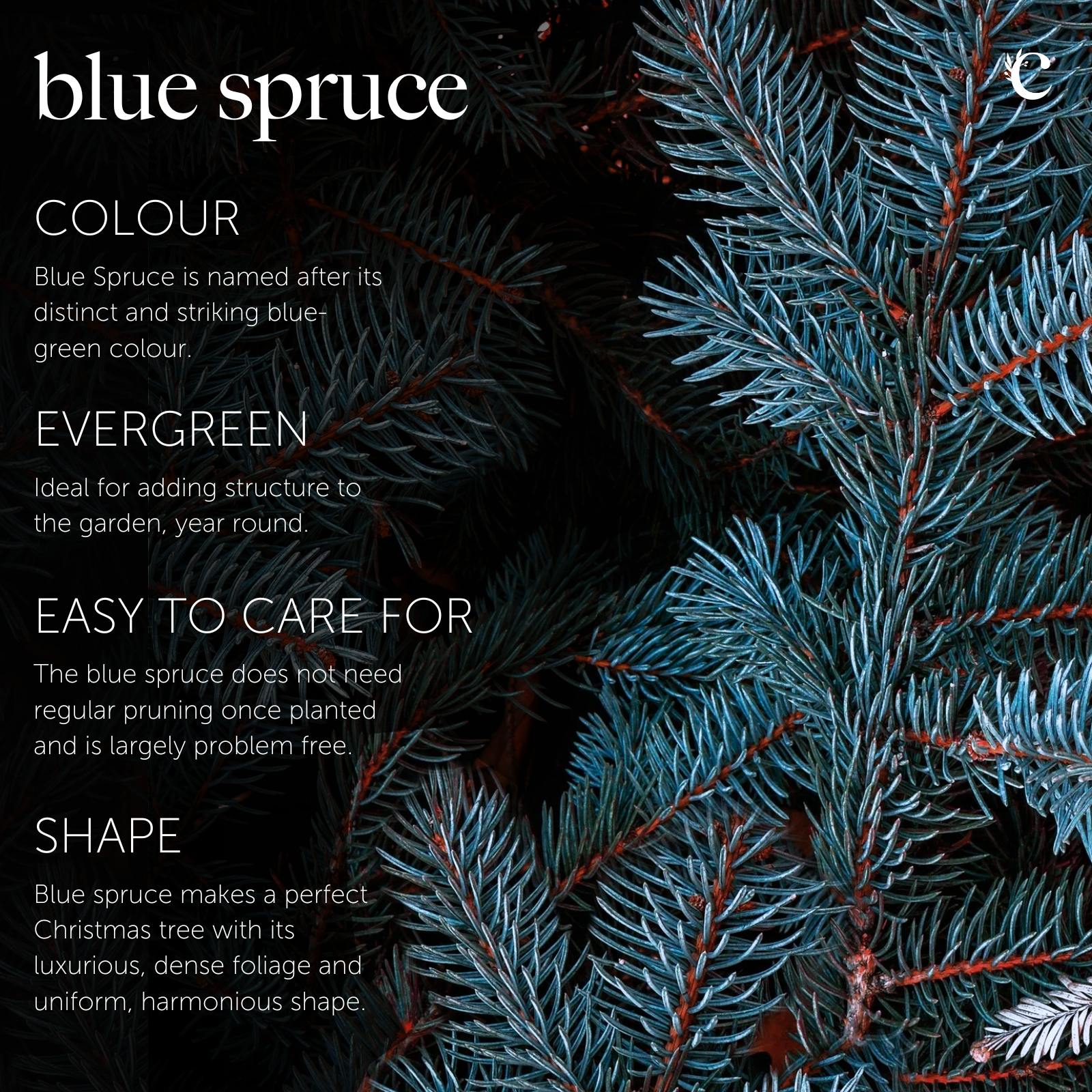Real Blue Spruce Pot Grown Christmas Tree | Potted Tree | Carbeth Plants