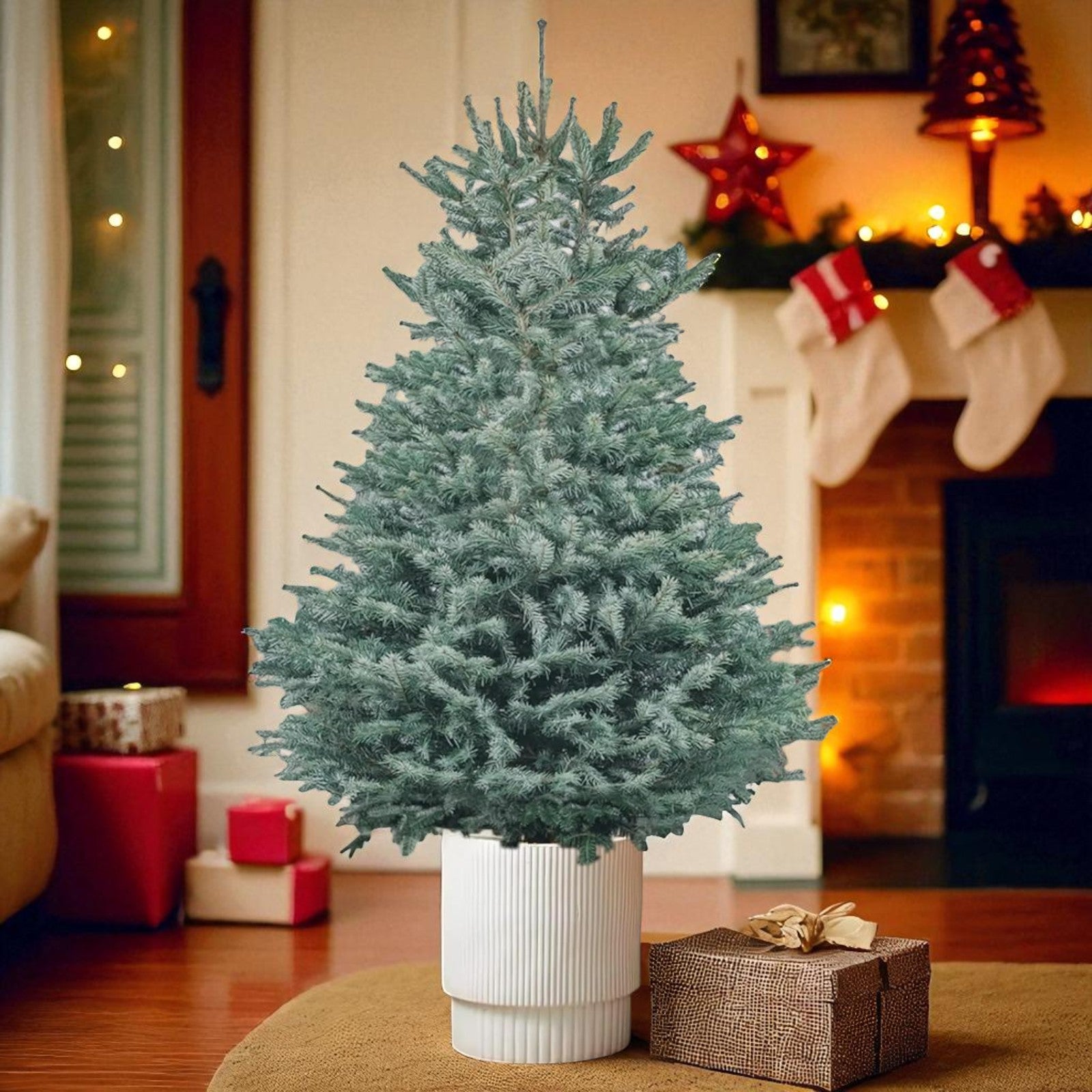 Real Blue Spruce Pot Grown Christmas Tree | Potted Tree | Carbeth Plants