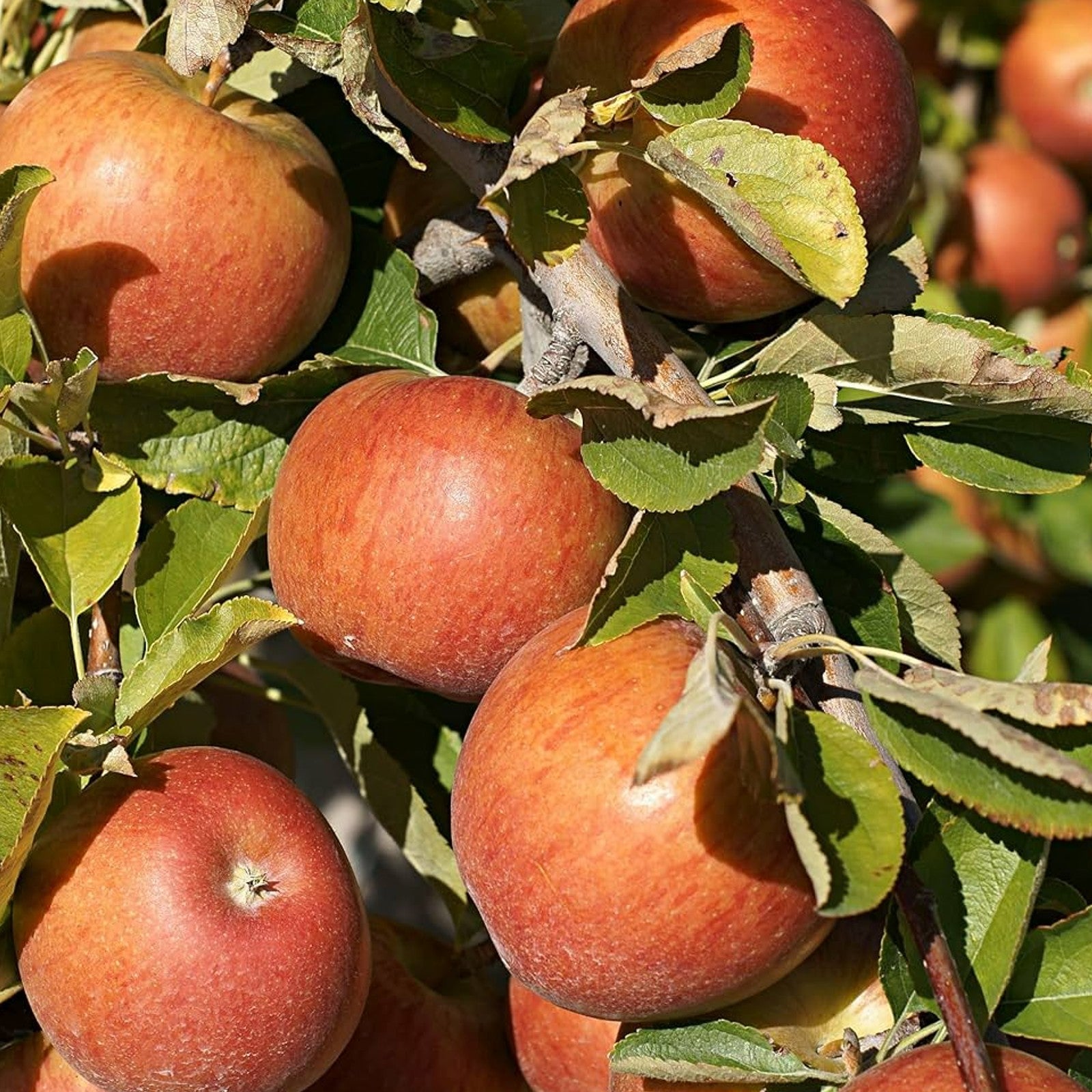 Apple Tree - 'Braeburn' – Carbeth Plants