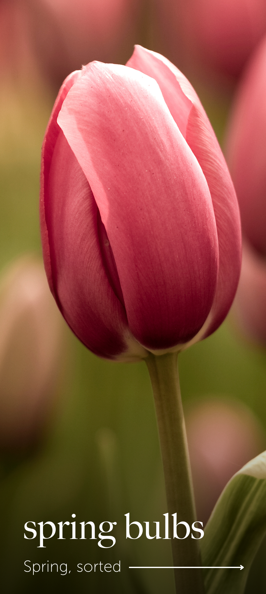 Shop Beautiful Climbing Rose Bushes from Carbeth Plants
