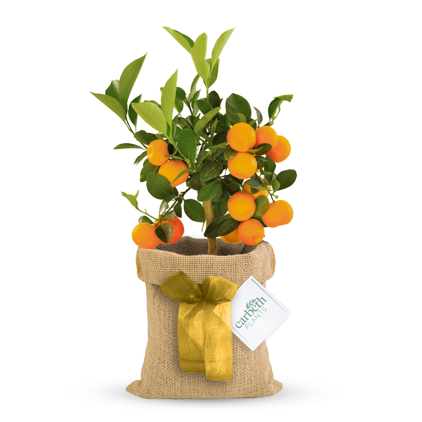 Mini Citrus Orange Tree with Hessian Gift Wrap