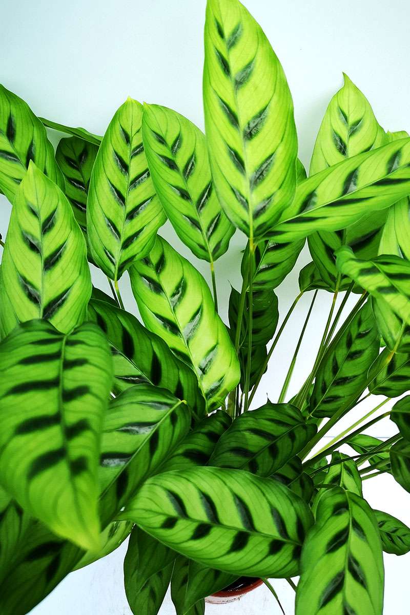 Calathea Leopardina Prayer Plant in 12 cm Pot | Indoor | Carbeth Plants