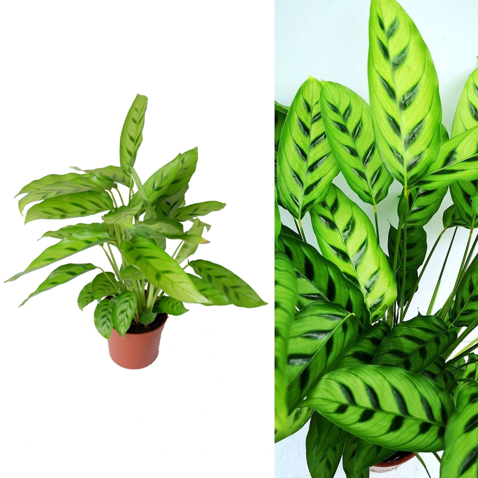 Calathea Leopardina Prayer Plant in 12 cm Pot | Indoor Plants | Carbeth ...