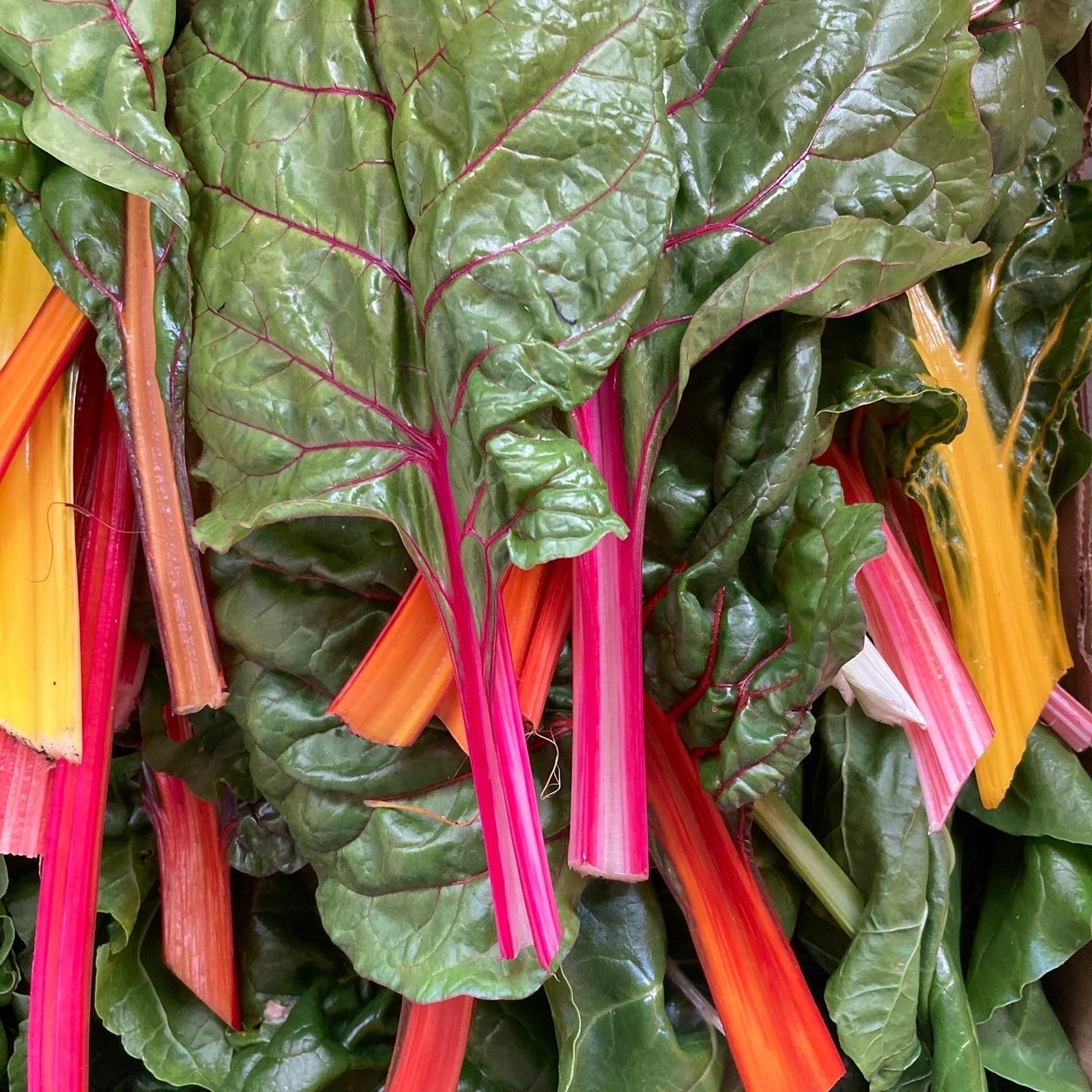 Chard (Beet Leaf) 'Bright Lights' (8 Pack) – Carbeth Plants