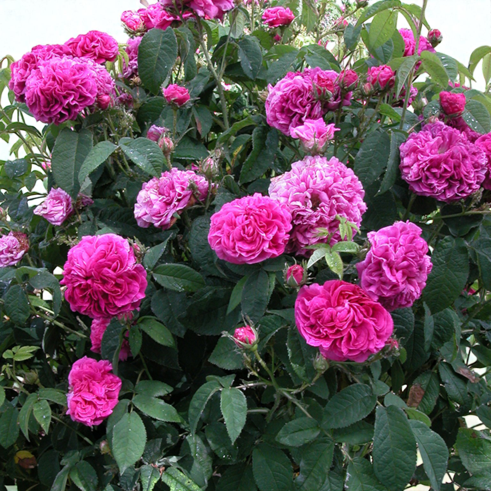 Rosa Charles de Mills | Deep Crimson Rose