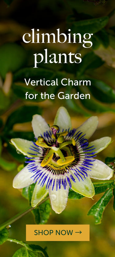 Plants for Small Garden | Compact Garden Plants