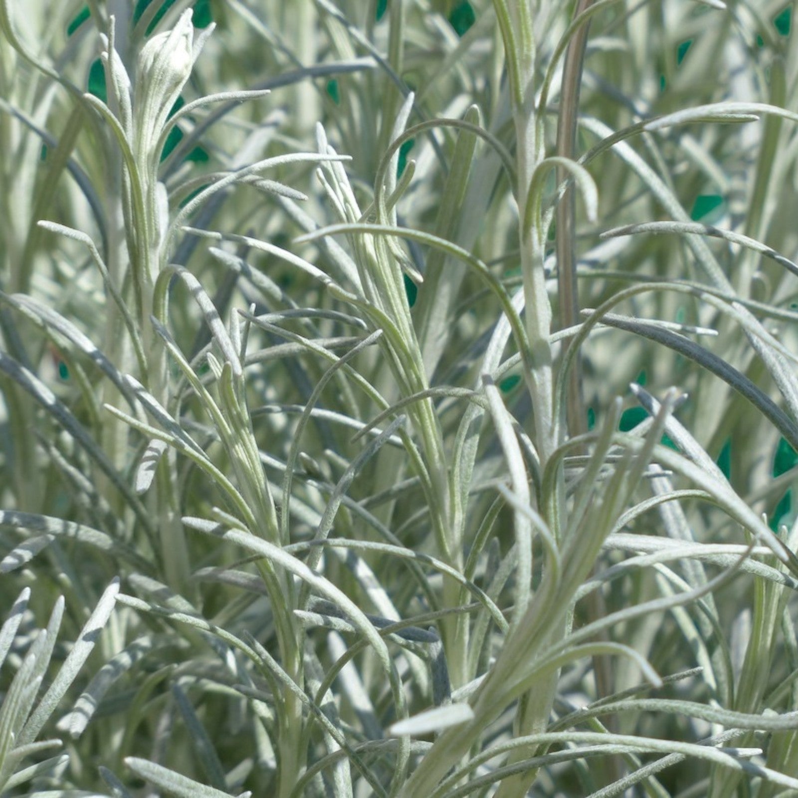 Curry Plant | Helichrysum Italicum