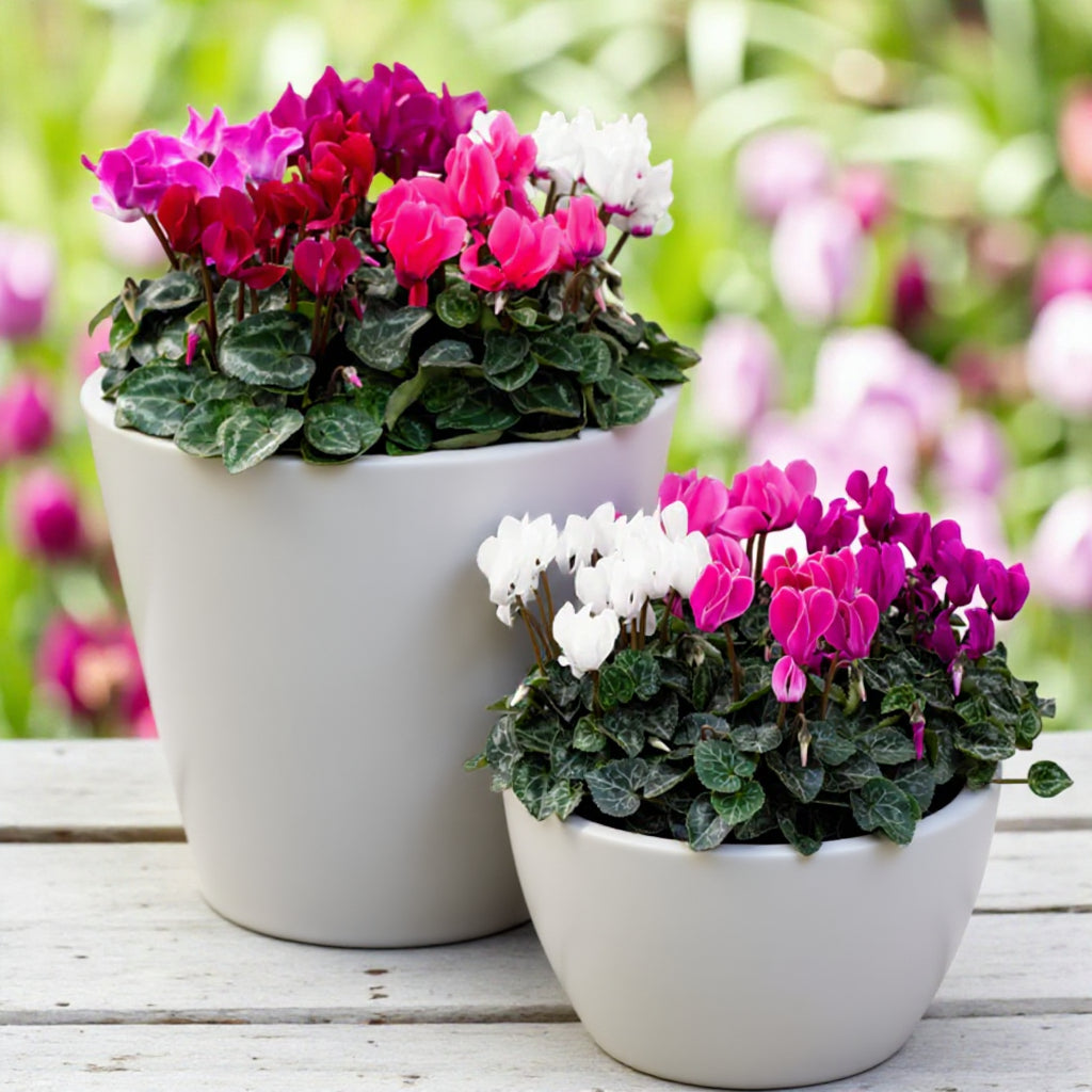 Cyclamen Persicum Tricolour Plant | Winter Flowering