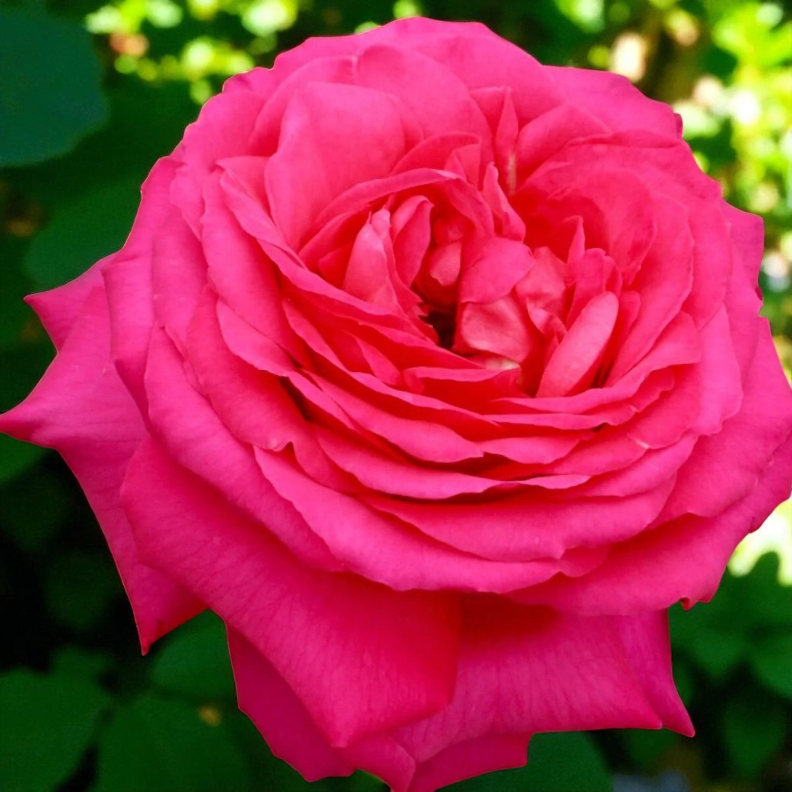 My Dad Bare Root Rose