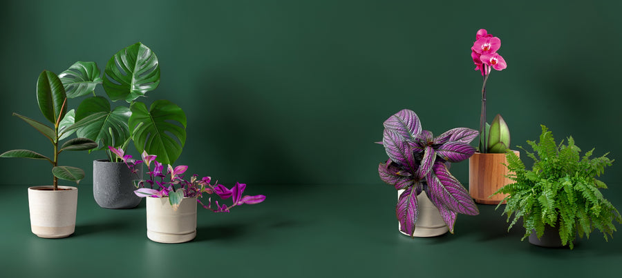 Buy Outdoor & Indoor Plants Online UK | Bedding, Bulbs & Shrubs
