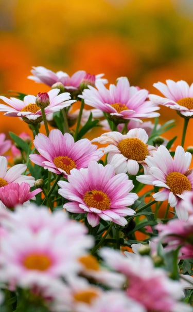 Buy Outdoor & Indoor Plants Online UK | Bedding, Bulbs & Shrubs