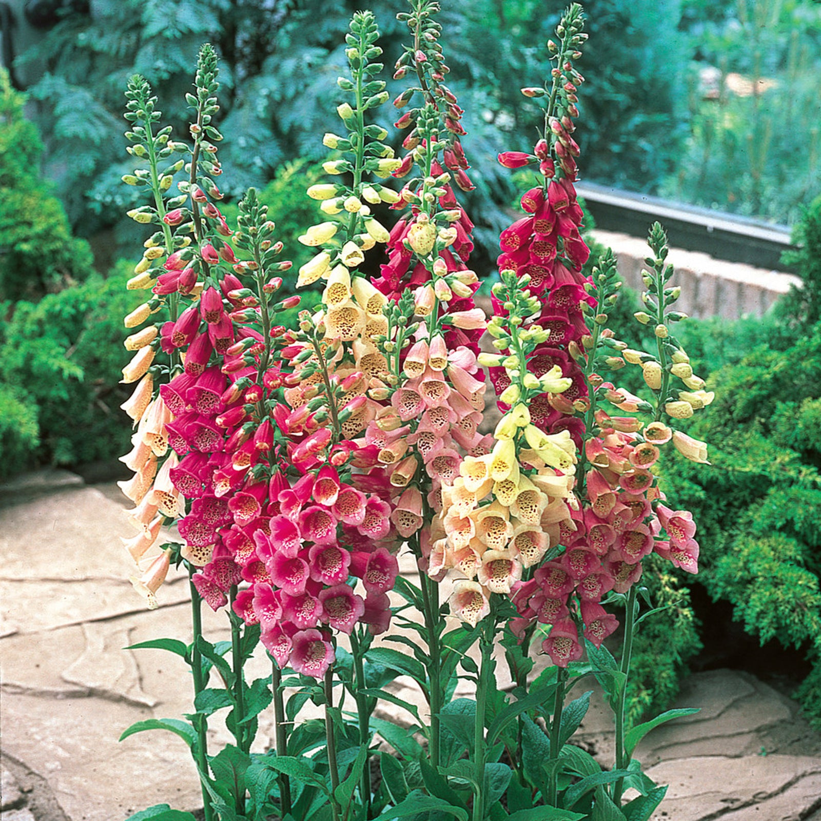 Foxglove purpurea Mixed