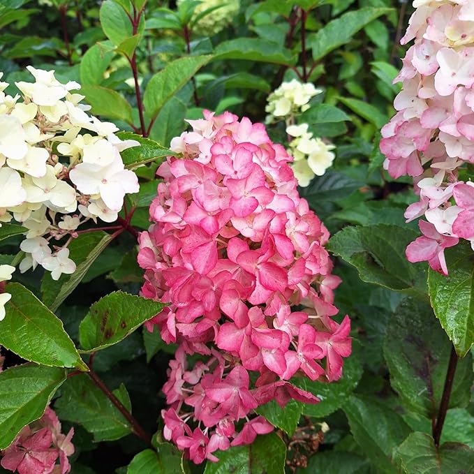 Hydrangea Paniculata ‘Fraise Melba’ | Bare Root Shrub