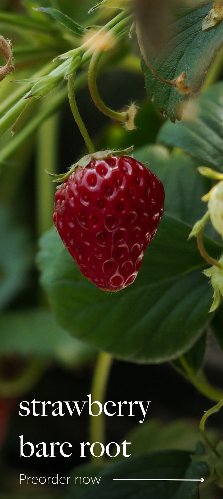 Bare Root Strawberry Plants for Sale | High-Yield & Easy to Grow ...