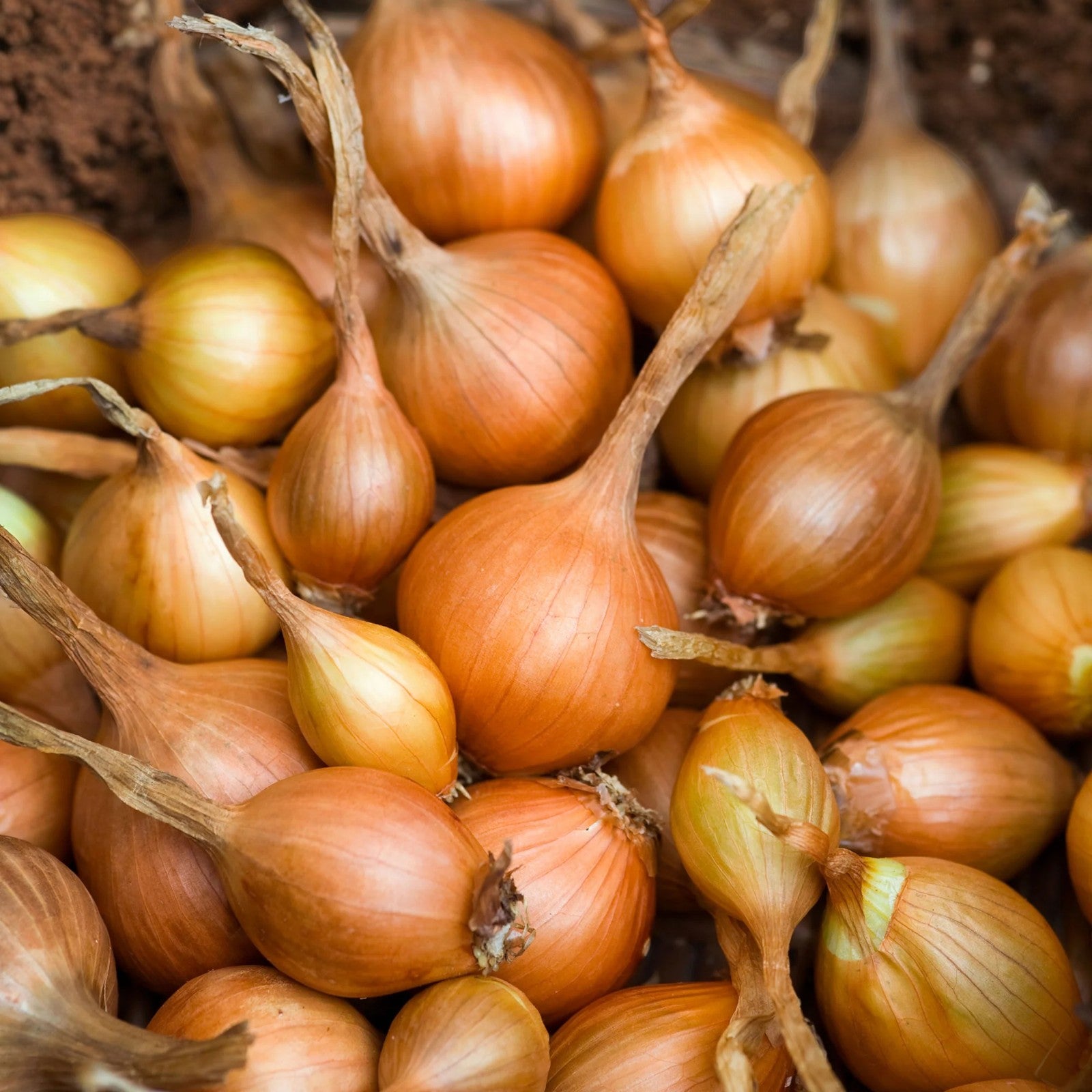 Golden Gourmet Shallot Sets