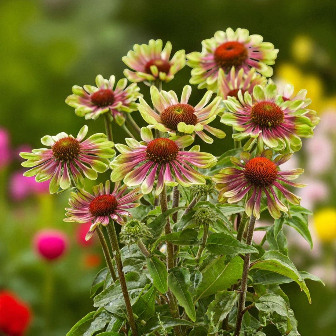 Echinacea Green Twister Bare Roots – Carbeth Plants