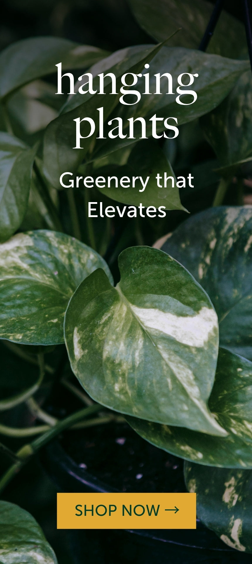 Buy Moss for Garden Online UK | Carbeth Plants