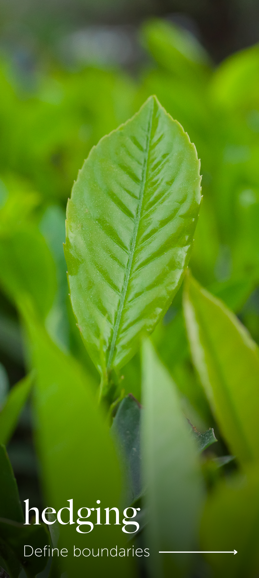 Shop Beautiful Climbing Rose Bushes from Carbeth Plants