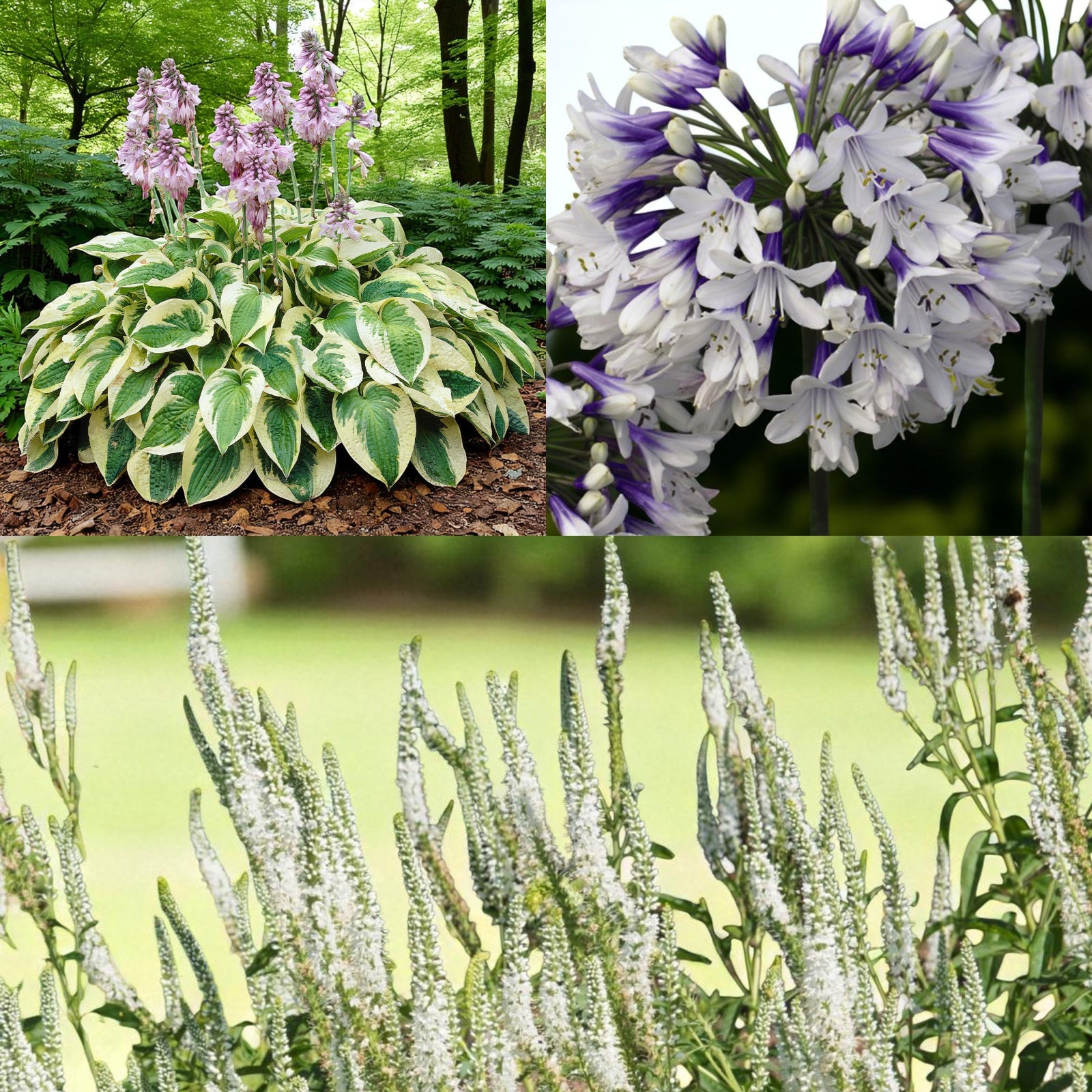 Hosta, Agapanthus & Veronica Bare Root Mix
