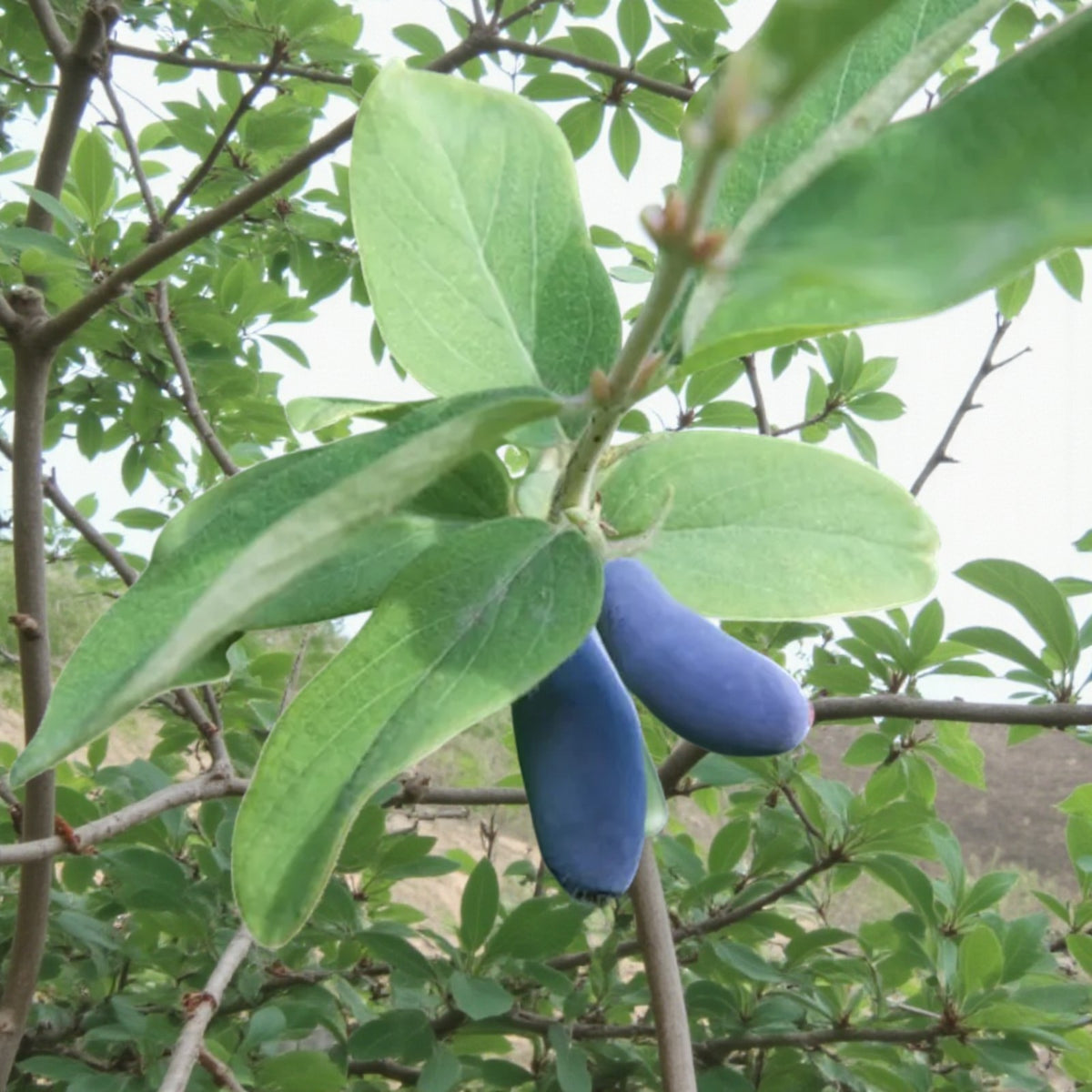 Morena Honeyberry | Lonicera Caerulea