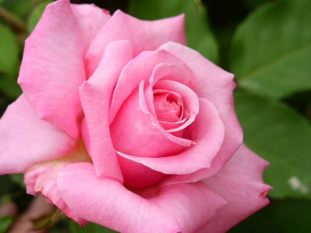 Pink Rose Bush - Prima Ballerina – Carbeth Plants