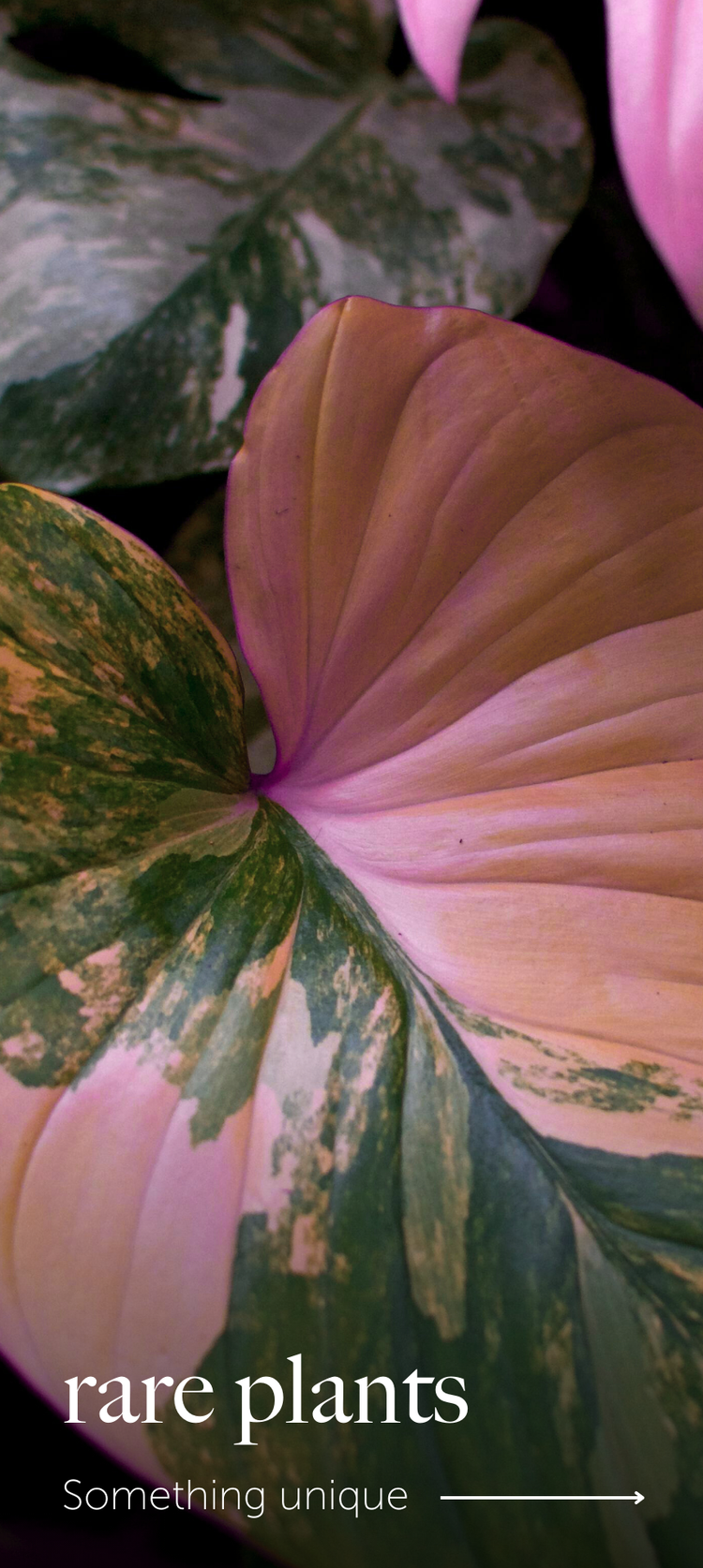 Buy Moss for Garden Online UK | Carbeth Plants