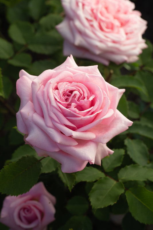 Pink Rose Bush - Belinda's Dream – Carbeth Plants