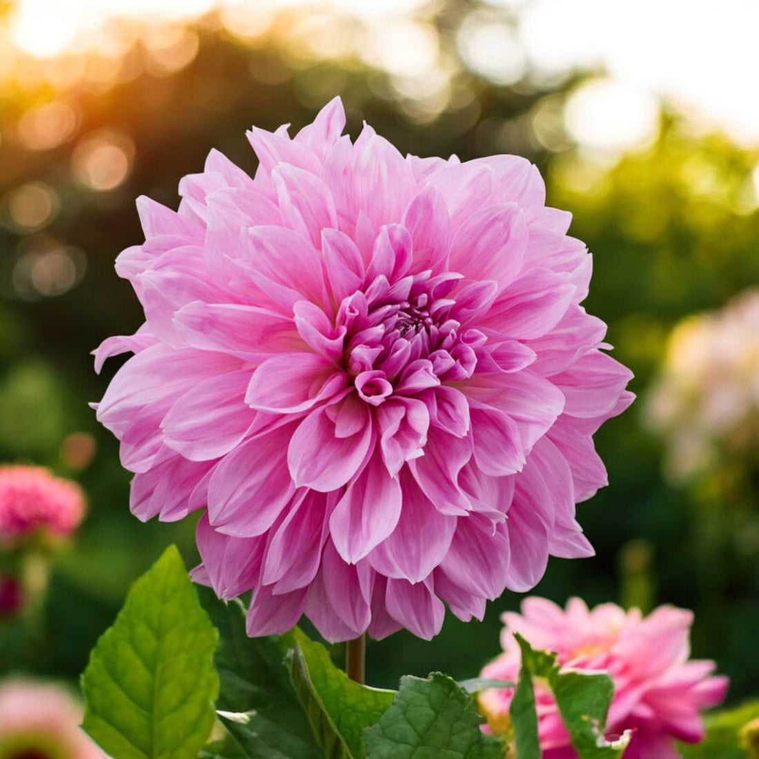 Dahlia Lavender Perfection Bulbs | Soft Purple