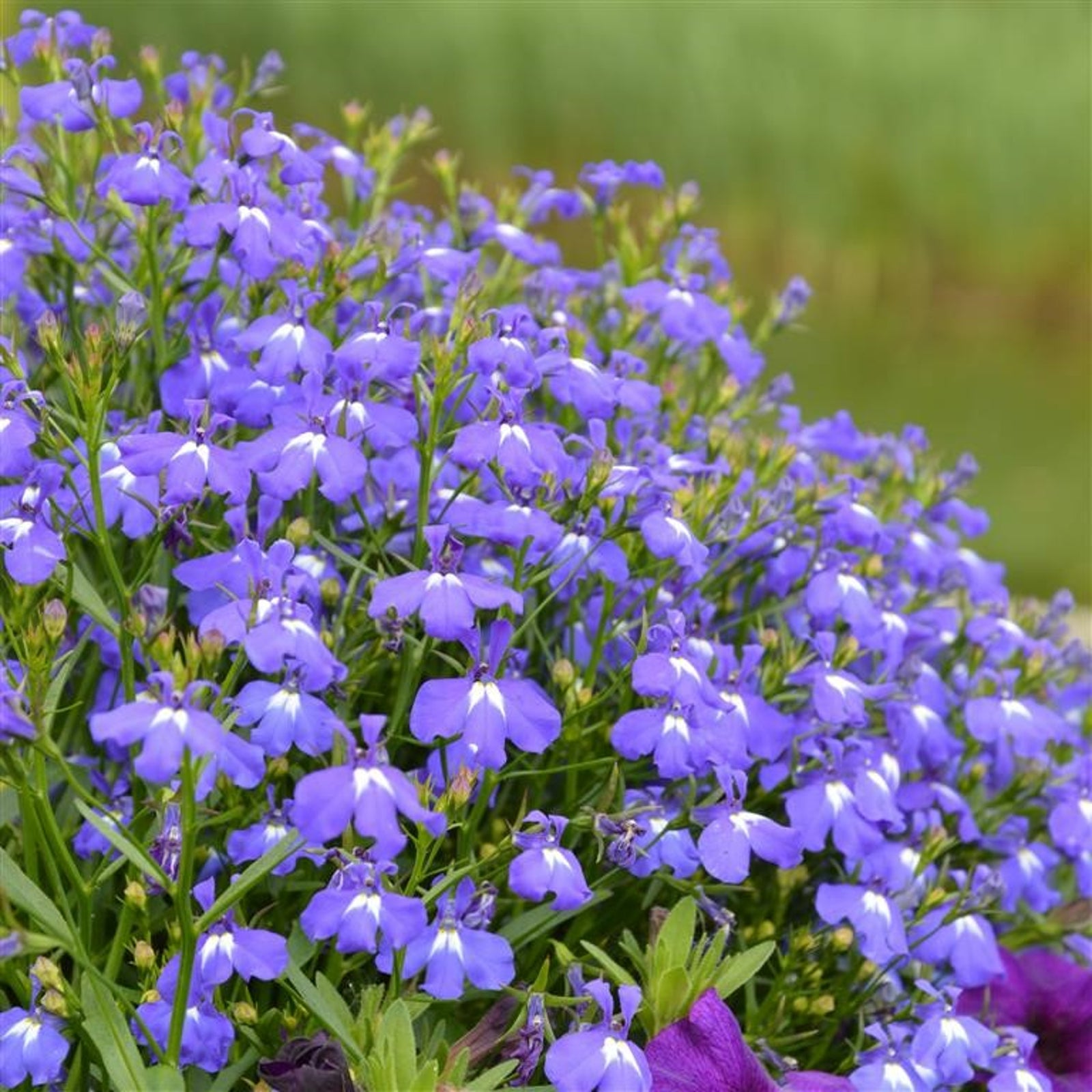 Blue Lobelia Plants