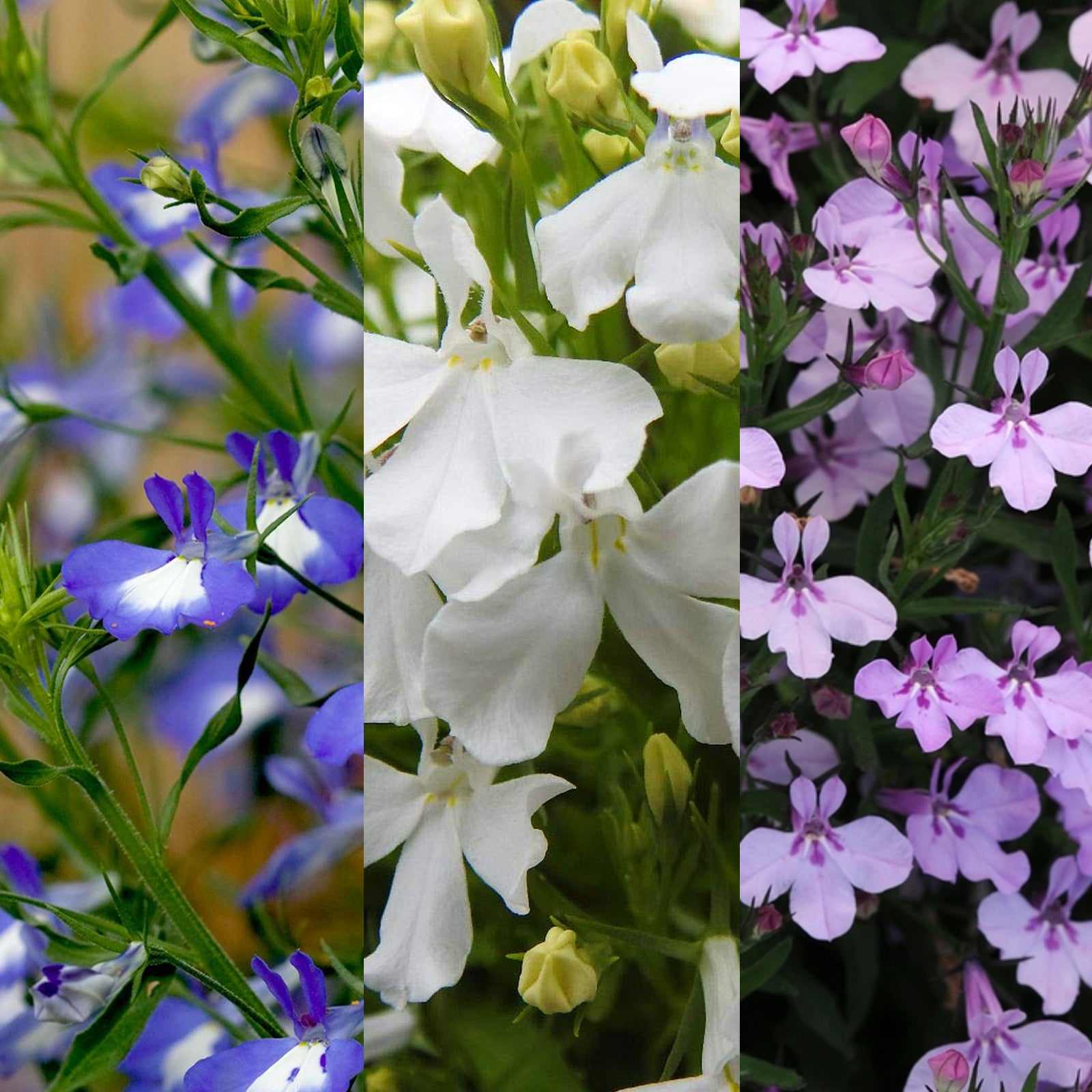 Lobelia 3 Mixed Plants in 9cm Pots
