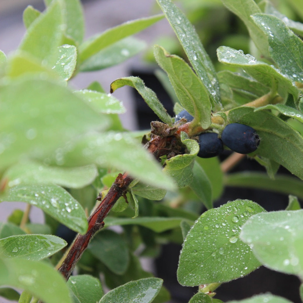 Lonicera caerulea Blue Velvet - Edible Honeyberry