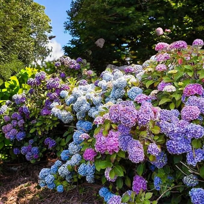 Hydrangea Mix Bare Root | Colourful Flowering Shrubs