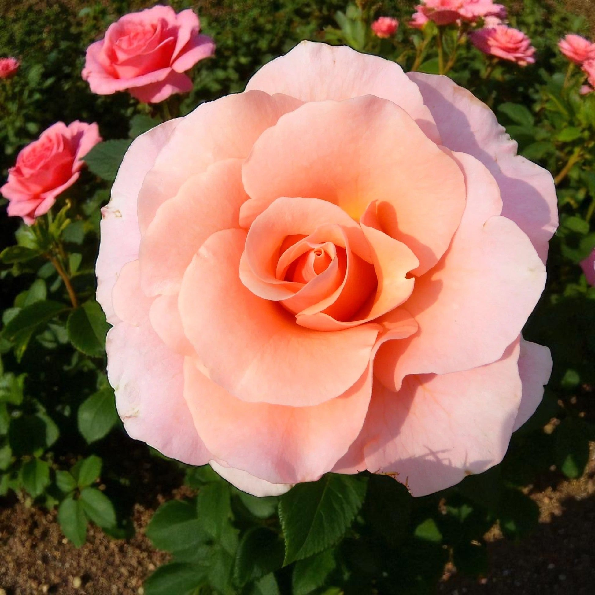 Myveta Rose Bush