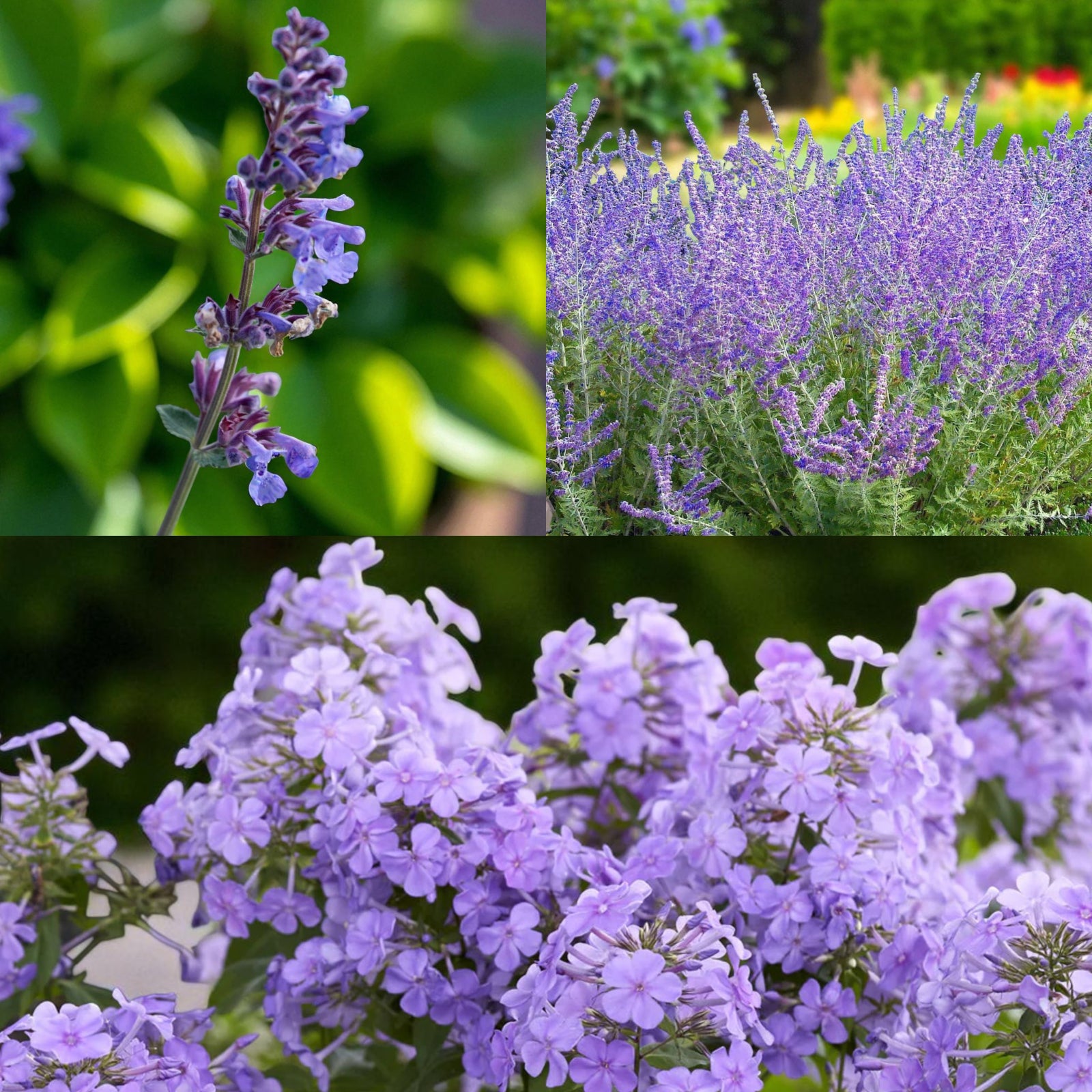 Nepeta, Perovskia & Phlox Bare Root Mix