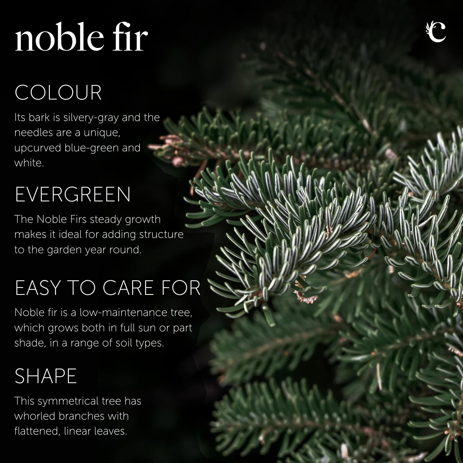 Real Noble Fir Pot Grown Christmas Tree (3ft - 5ft) | Potted Tree ...