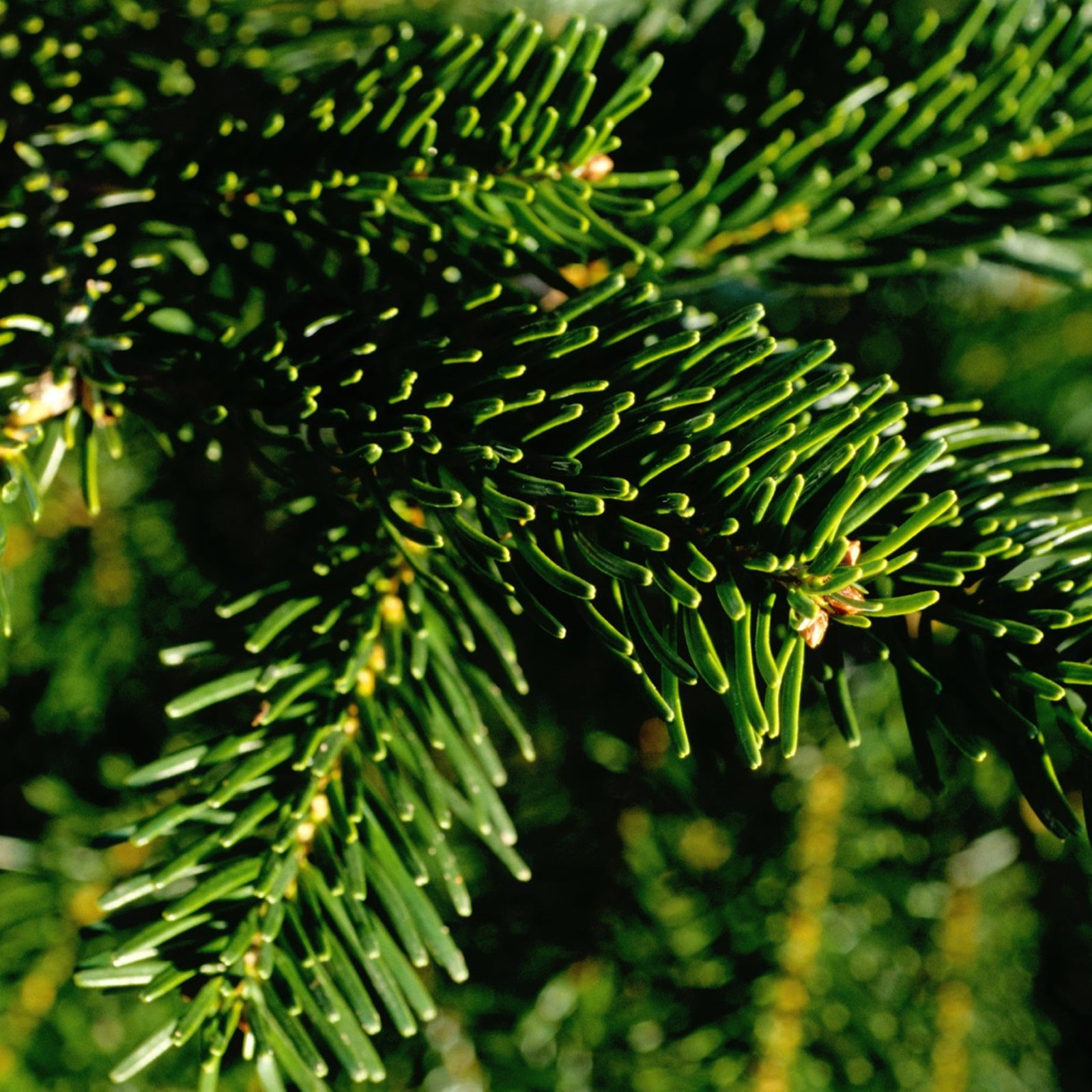 Real Noble Fir Pot Grown Christmas Tree (3ft - 5ft) | Potted Tree ...