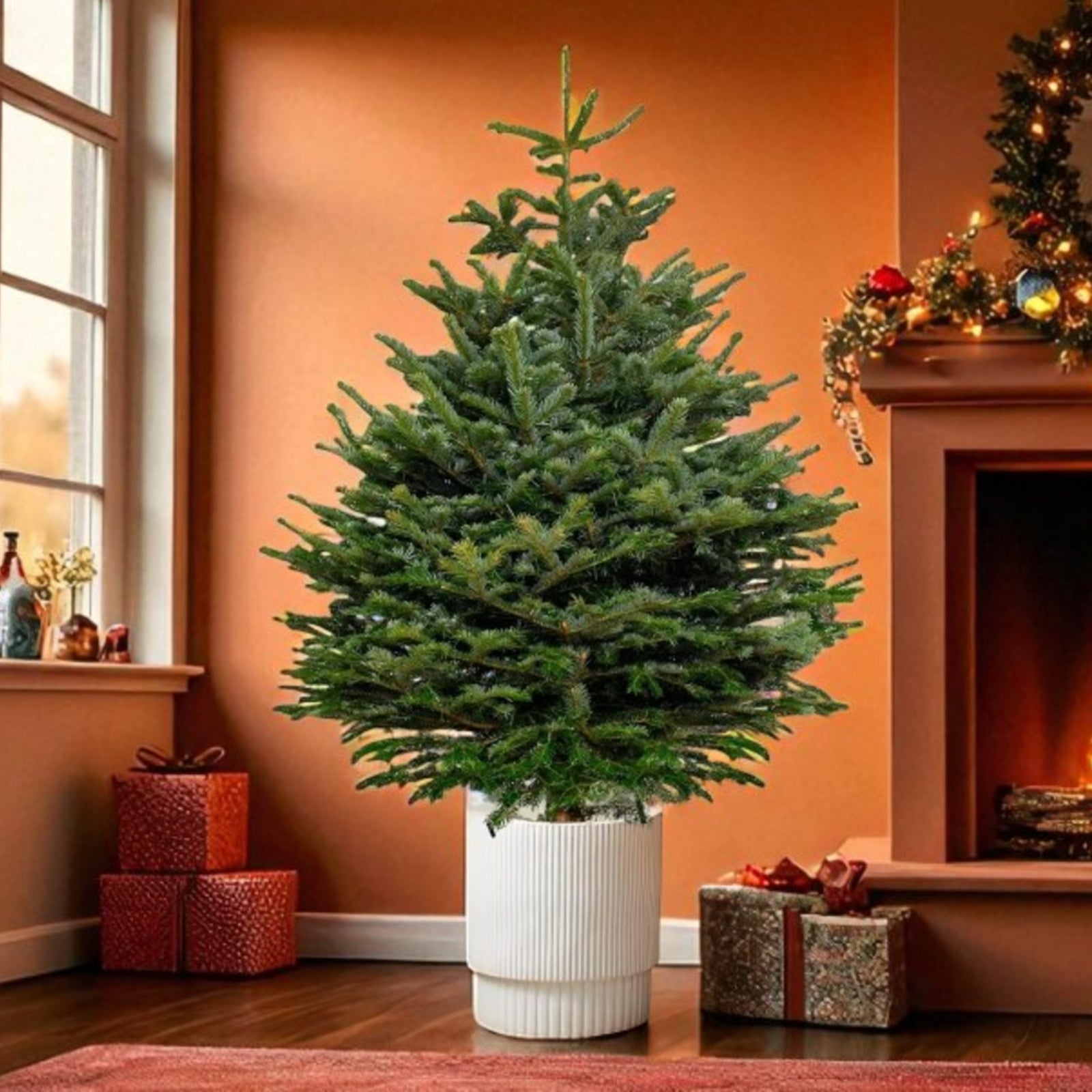 Real Nordmann Fir Pot Grown Christmas Tree | Potted Tree | Carbeth Plants