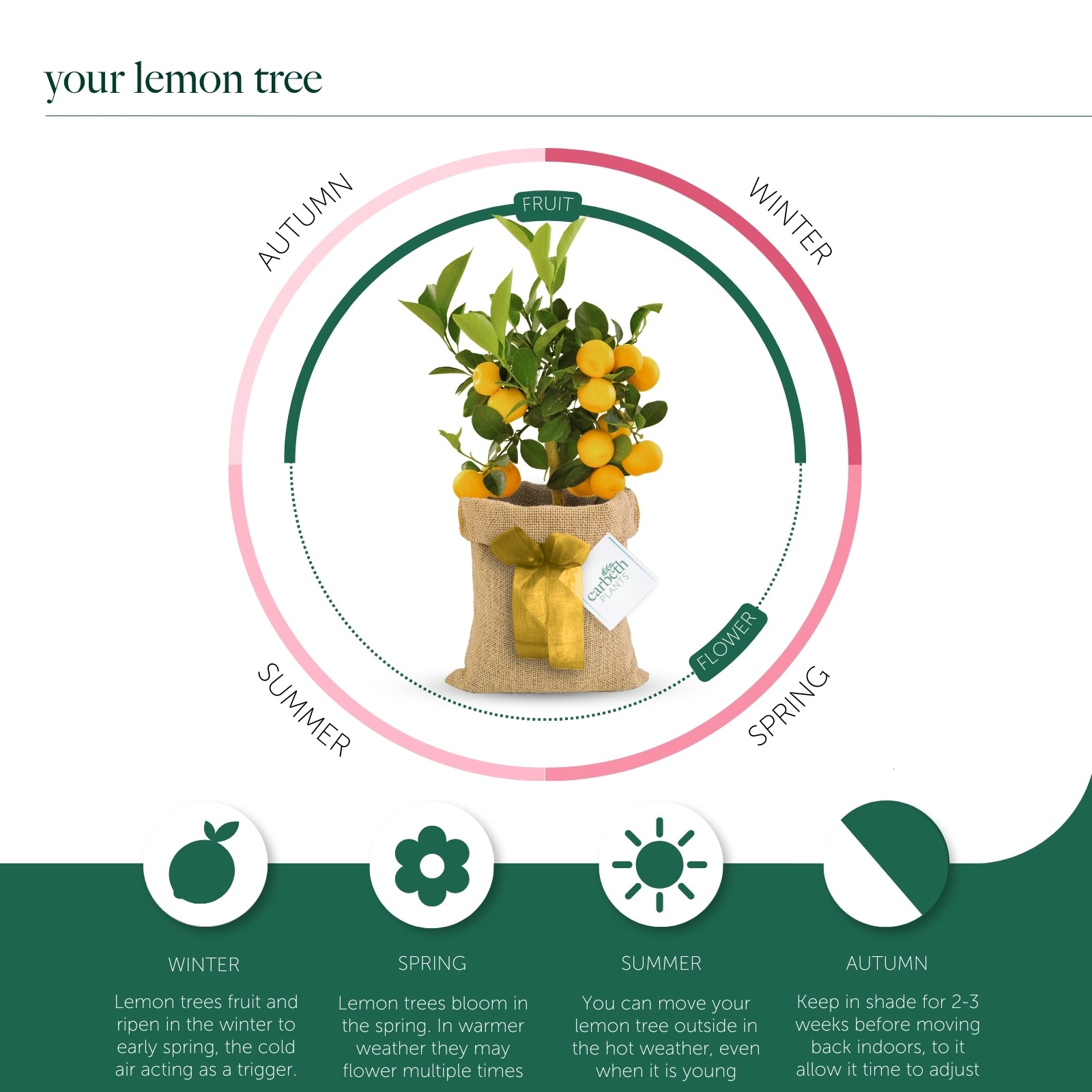 Citrus Lemon Tree with Hessian Gift Wrap