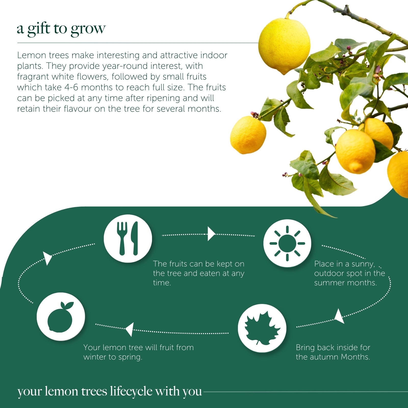 Citrus Lemon Tree with Hessian Gift Wrap