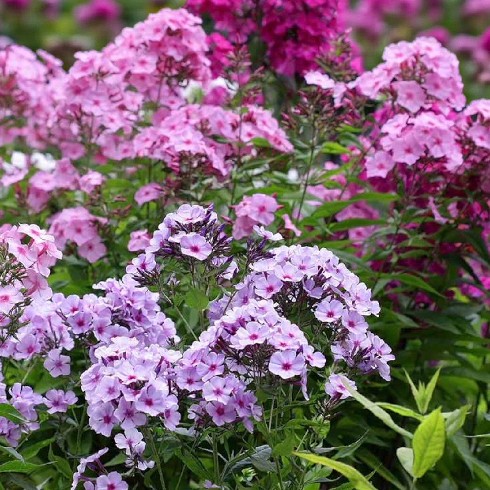 Phlox Bare Root Mix