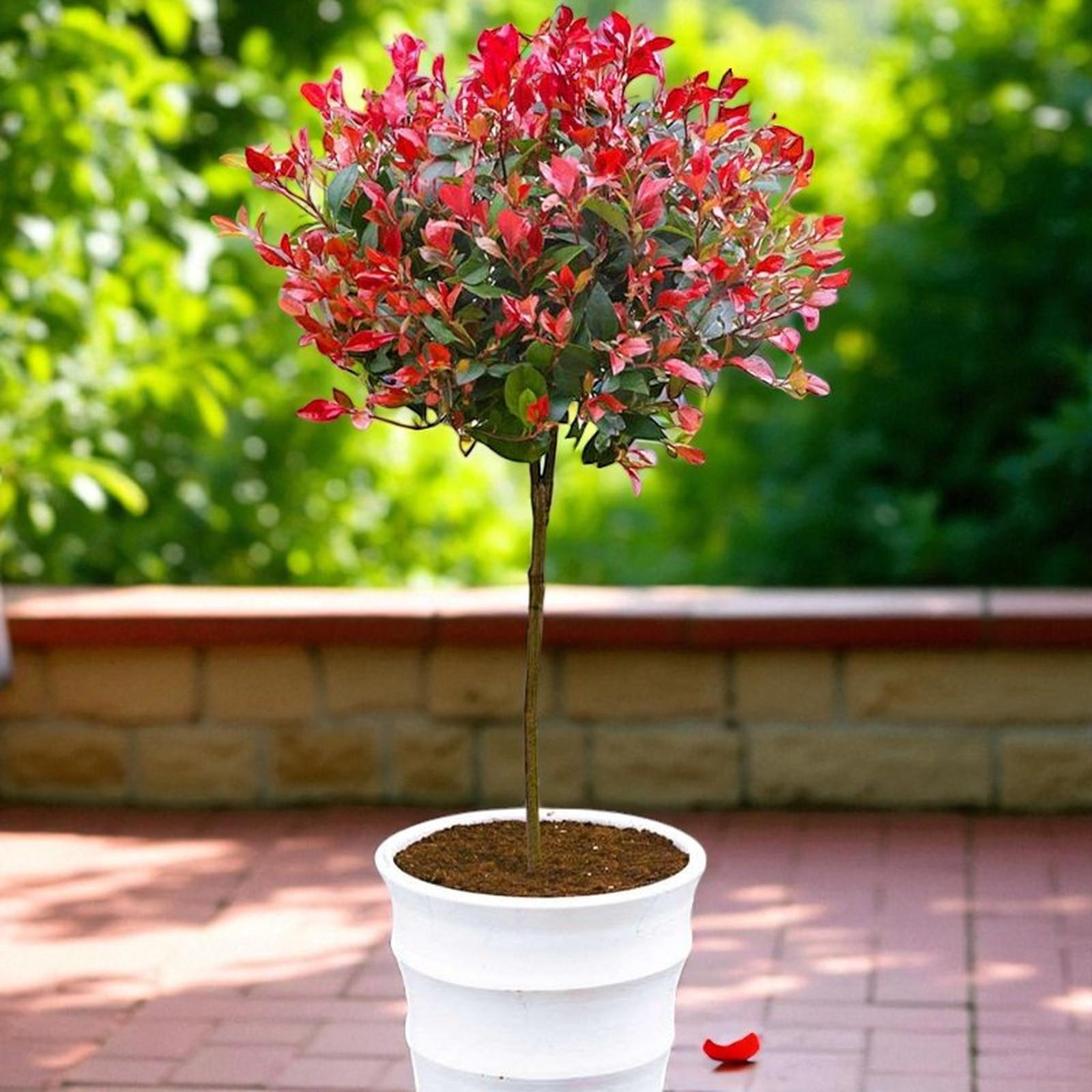 Photinia Red Robin Patio Tree in 7L Pot