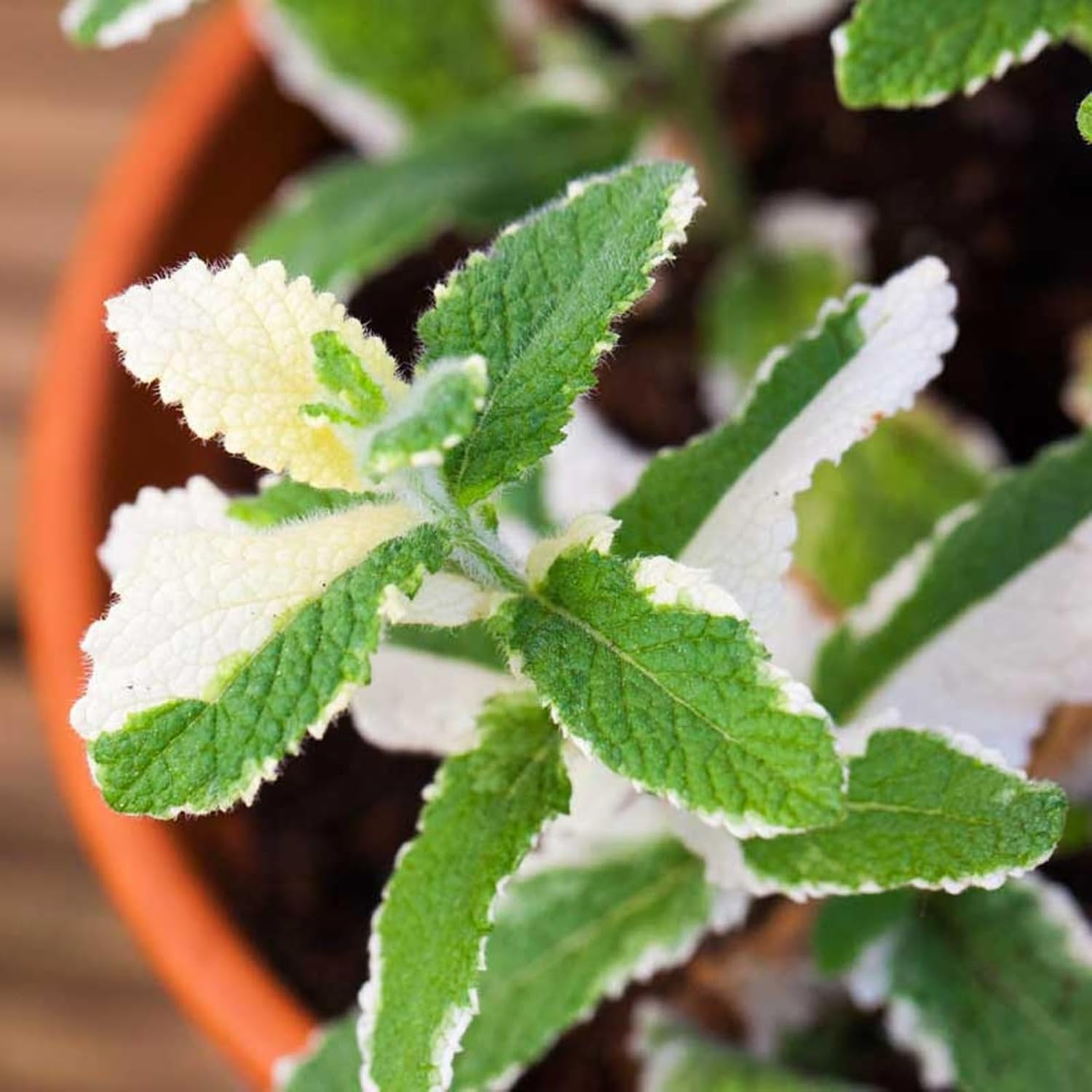 Pineapple Mint Herb Plant