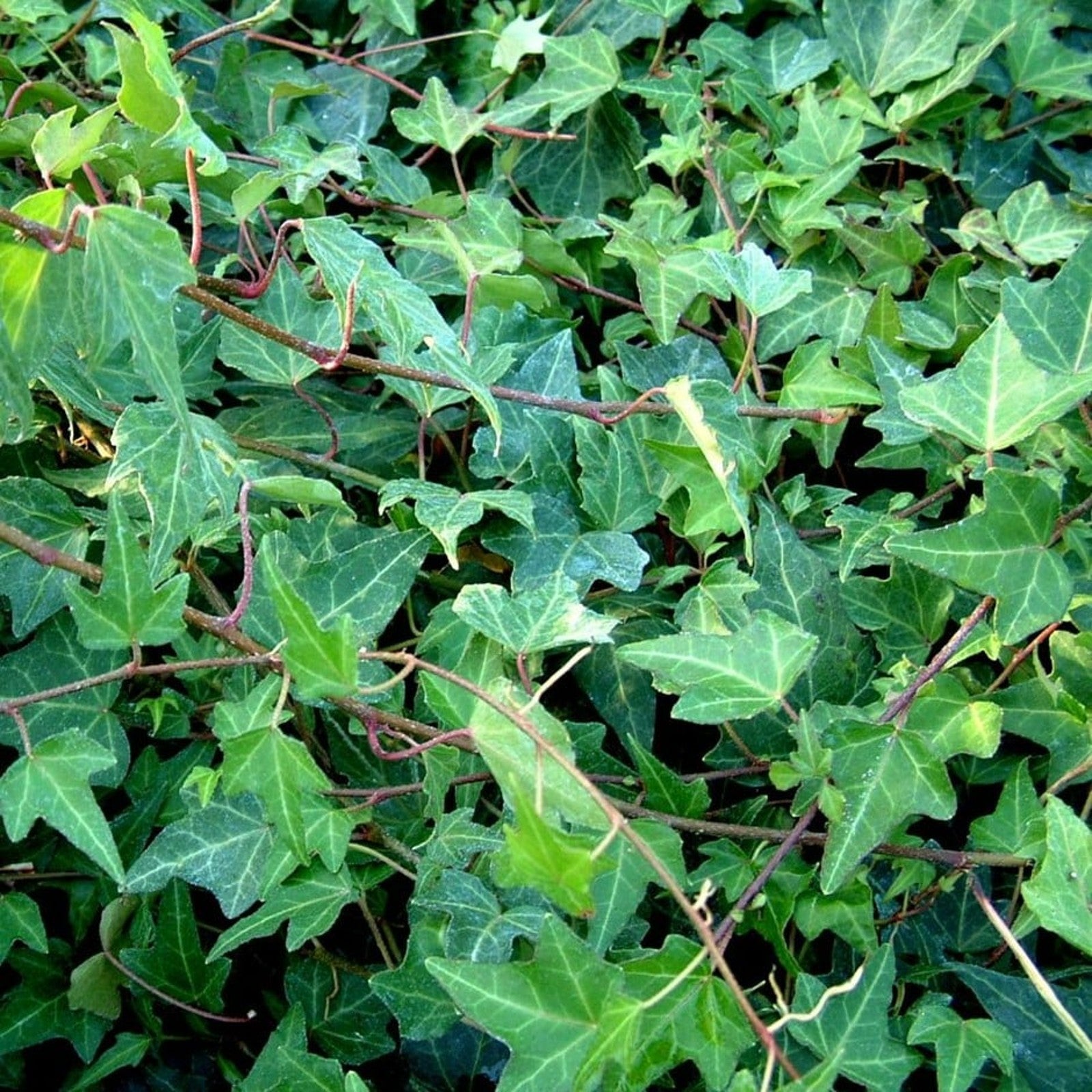 Mixed Hedera Helix Ivy Plants