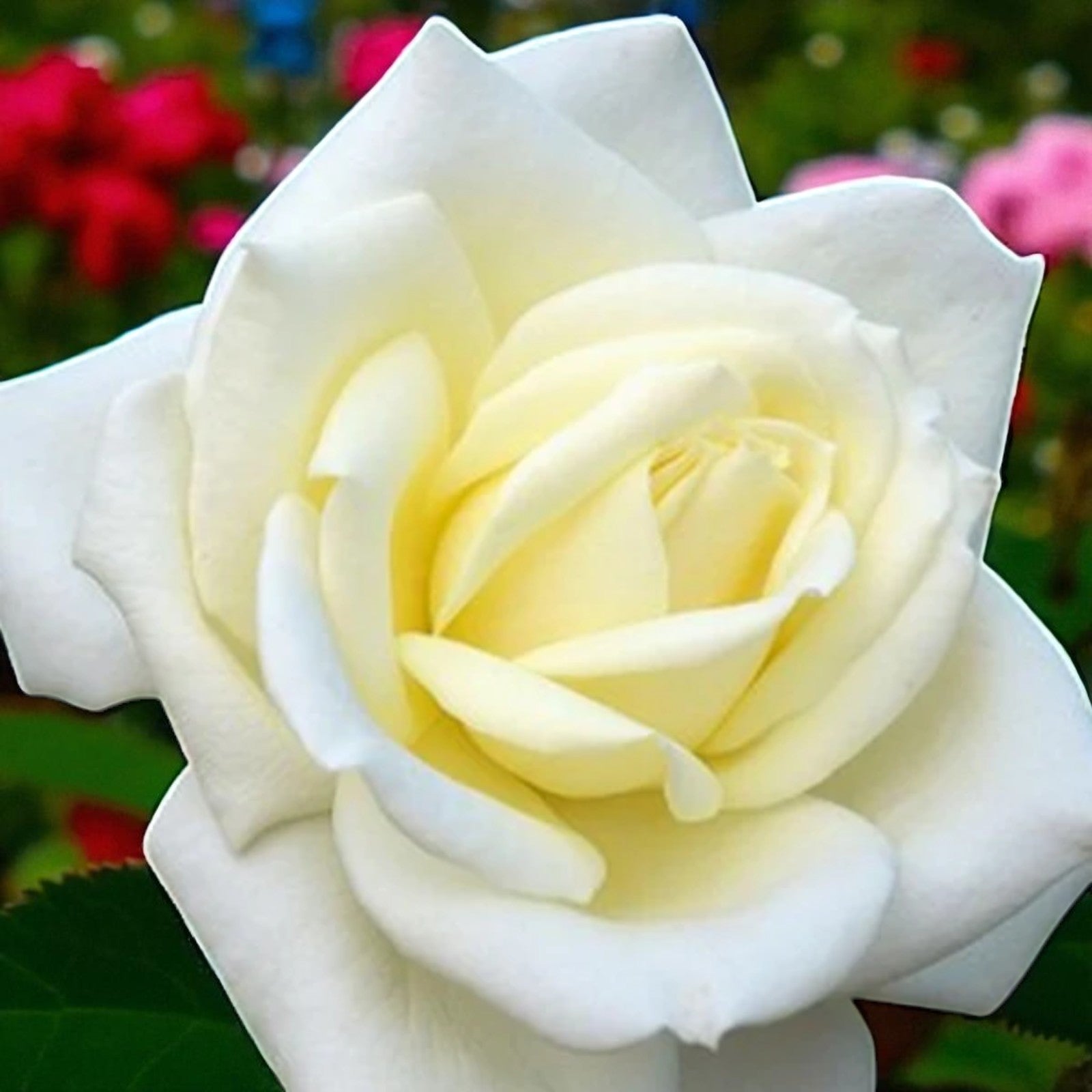 Bare Root Rose Mix